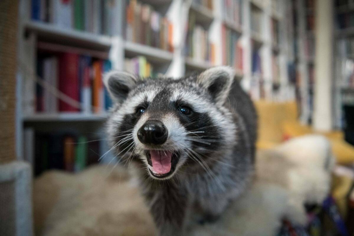 Un raton laveur plonge une grande partie de Toronto dans le noir | TVA ...