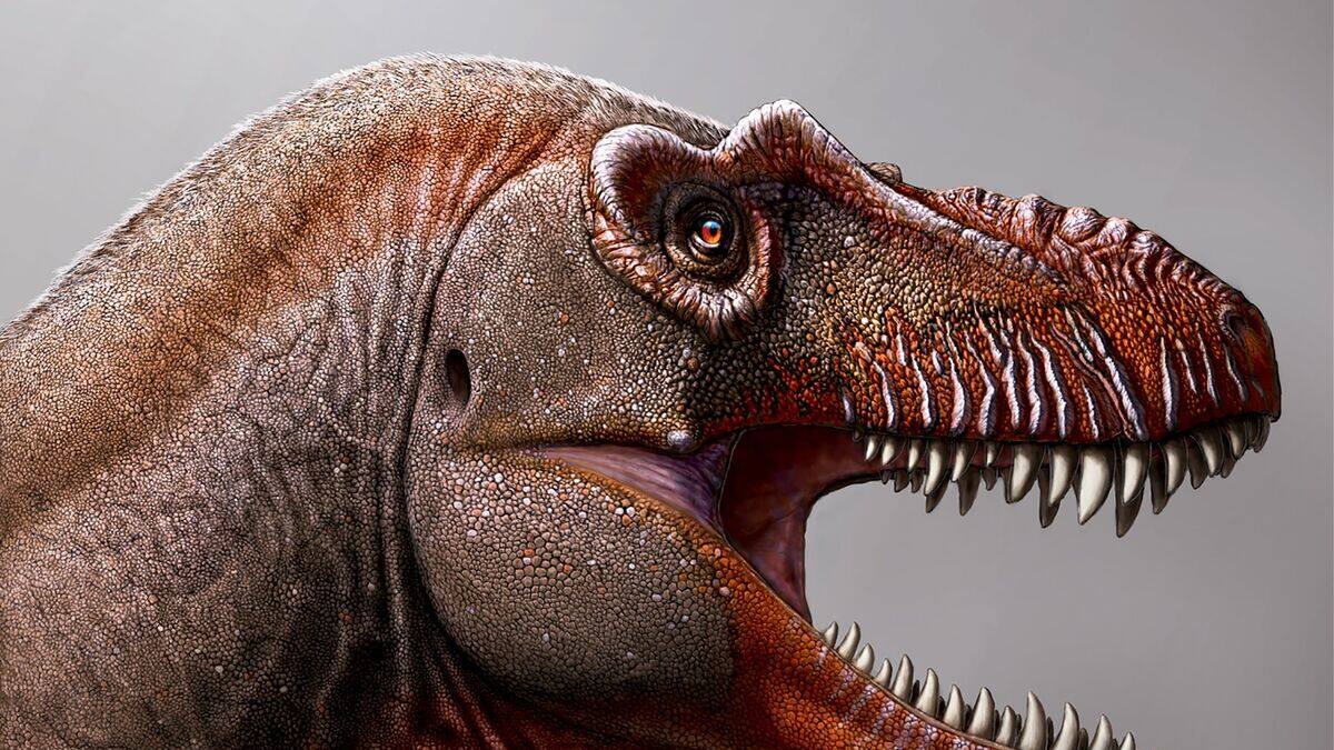 Des Oeufs De Dinosaures Livrent Leurs Secrets à Travers Les Rayons X