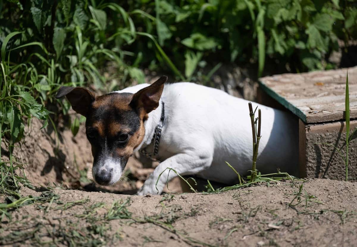 Un chien retrouvé vivant près du corps de son maître deux mois plus ...
