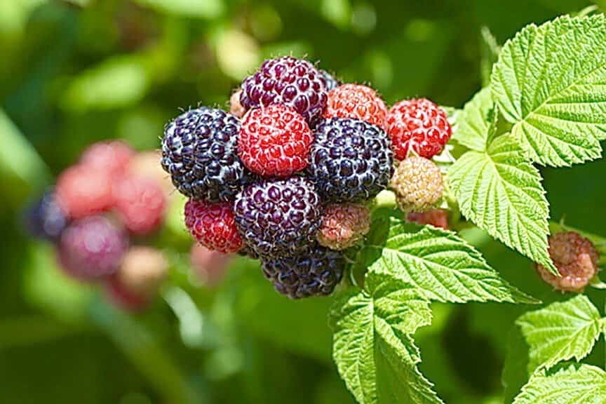 Quatre nouveautés de fruits à cultiver chez vous, sur votre balcon ...
