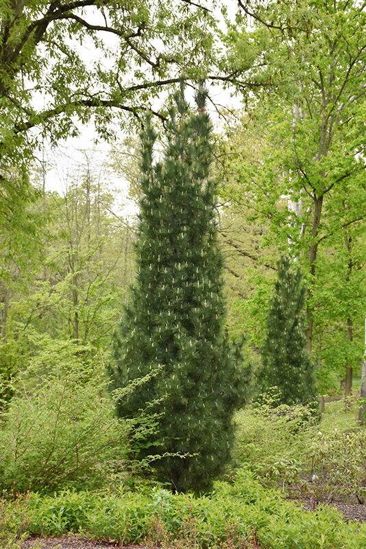 6 conifères inusités pour un jardin d’hiver époustouflant | JDM