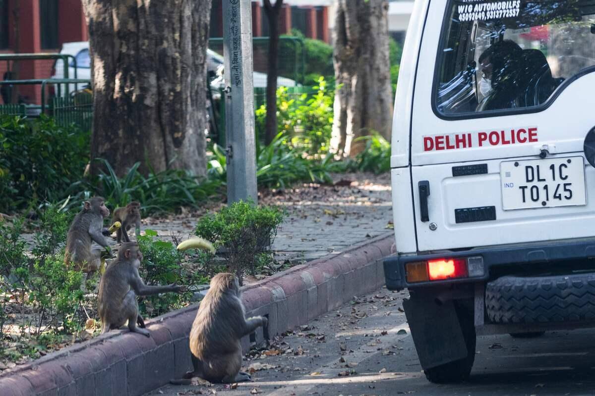 [EN IMAGES] Dans l’Inde confinée, les animaux s’approprient les rues | JDM