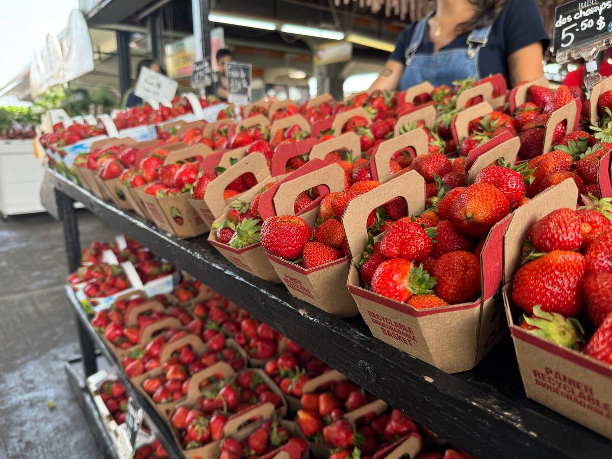 Saison des fraises d’automne: à quoi s’attendre comme prix et comme ...