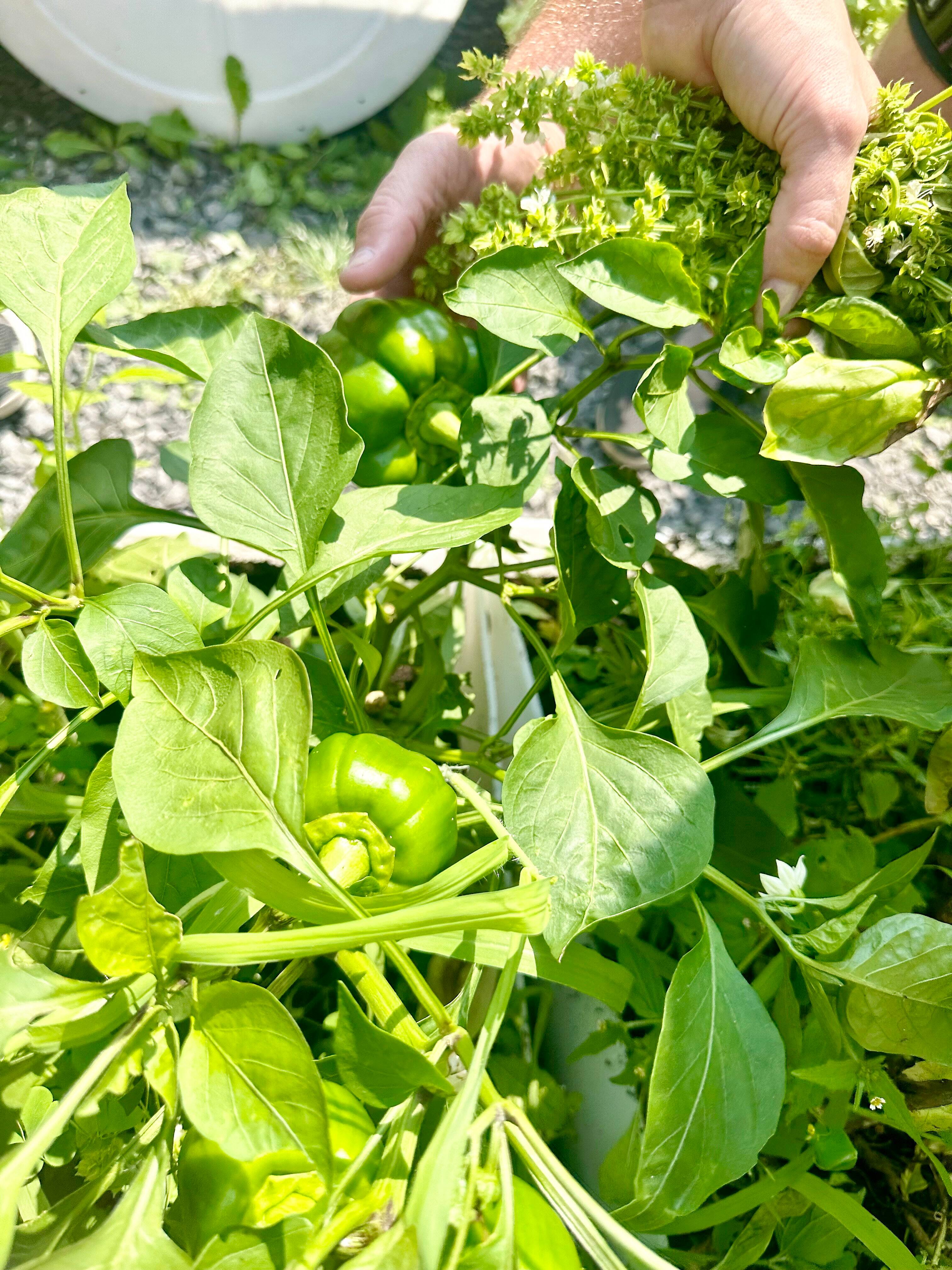 Un cuisinier cultive un potager pour des jeunes de la DPJ | JDQ