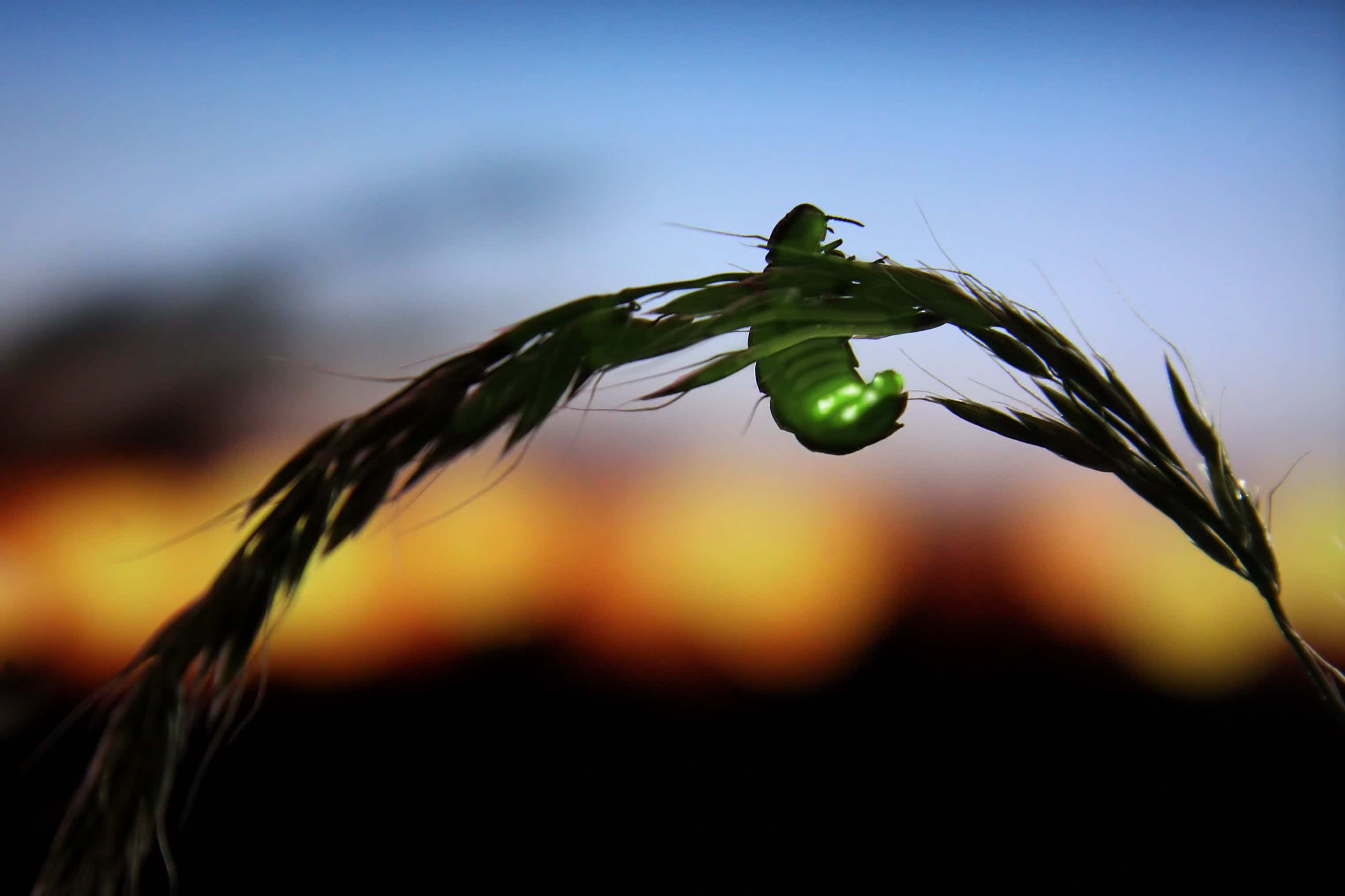Voici pourquoi on voit plus de lucioles cet été | JDM