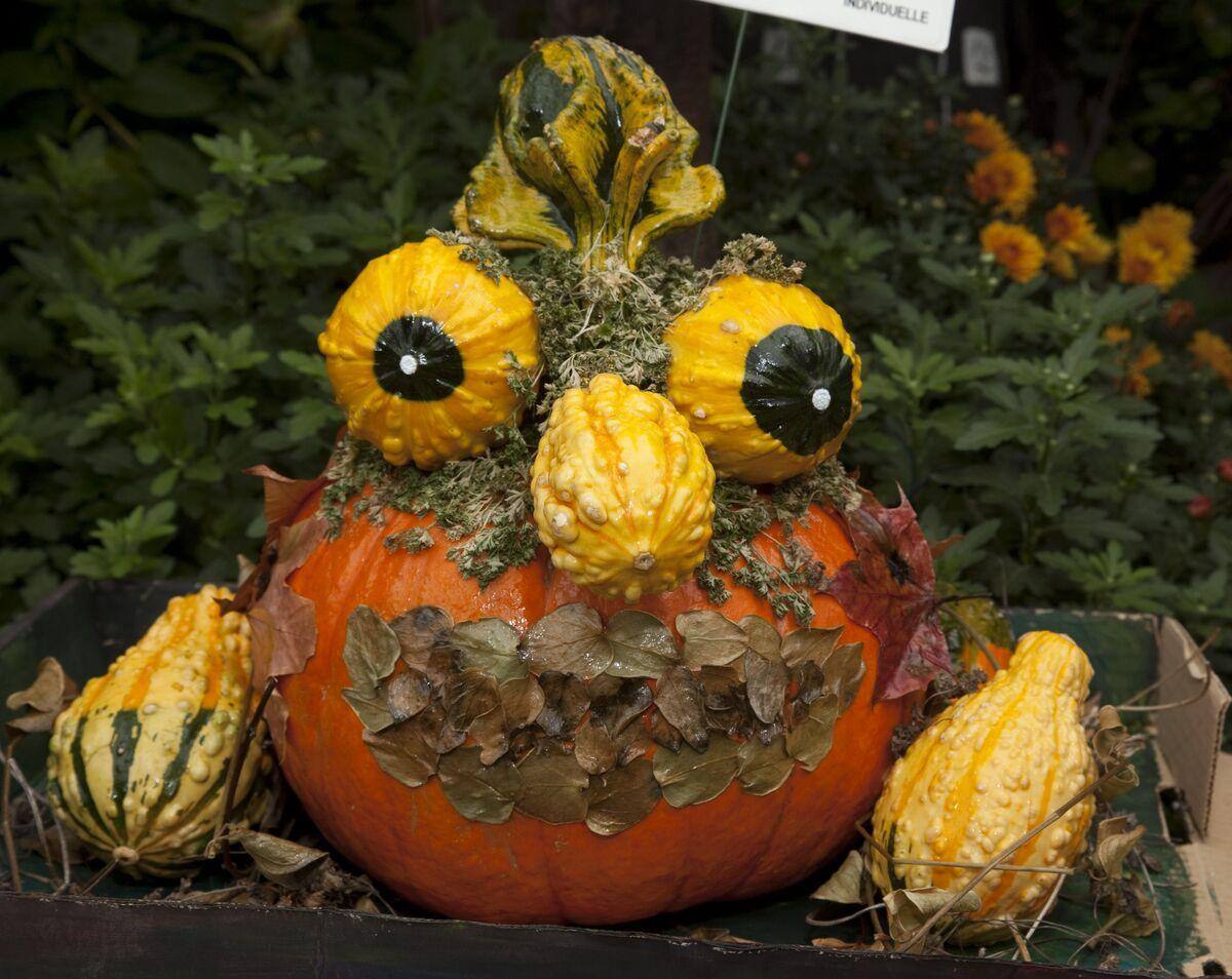 Concours de décoration de citrouilles virtuelles : que la plus belle ...