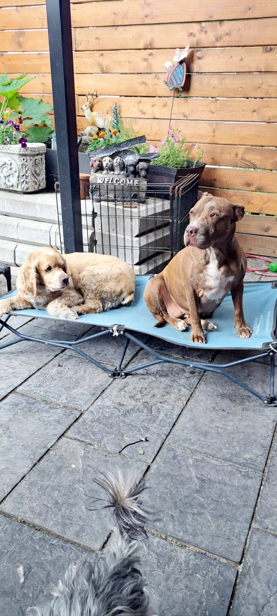 Une femme victime d’une attaque terrifiante par un pitbull | JDQ