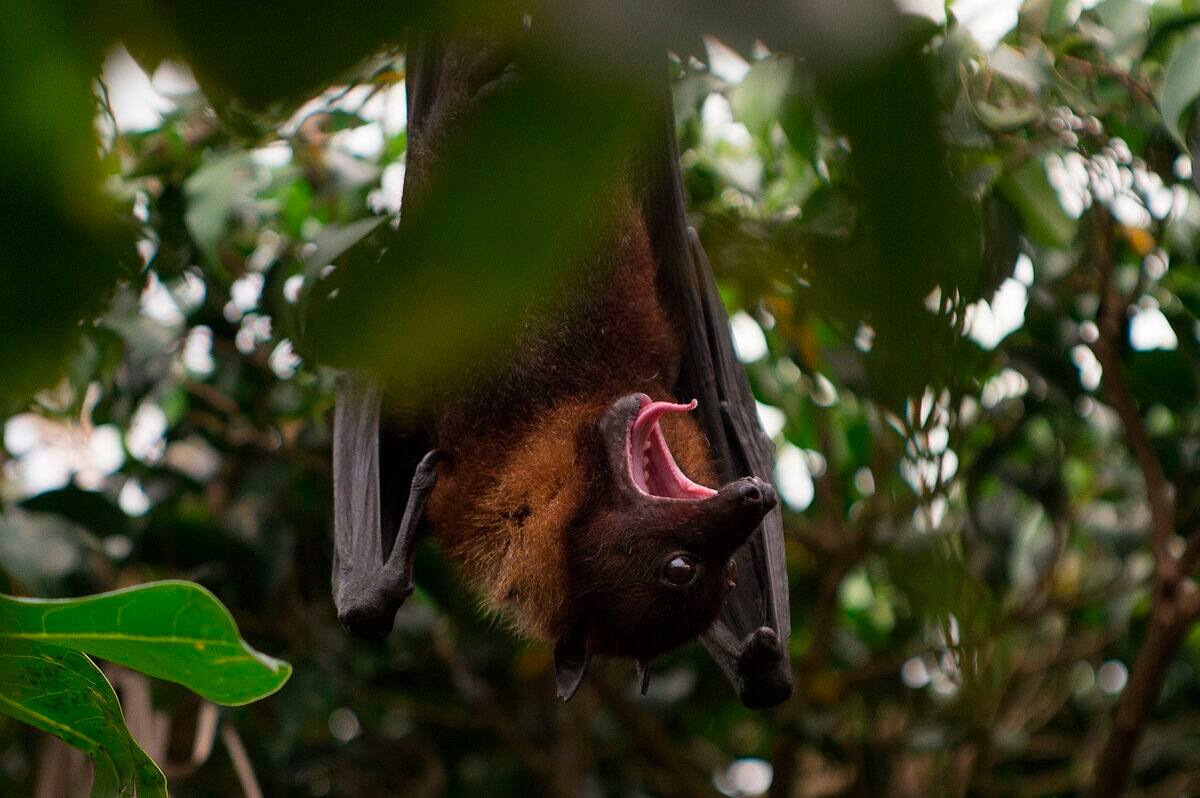 Australian Woman Bitten by Bat in Cairns: Possible Contraction of ...