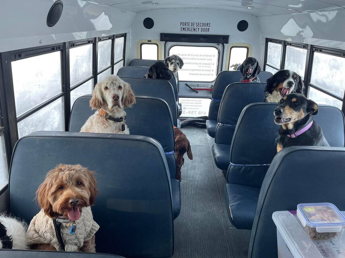 Bas-Saint-Laurent: il construit une auberge pour dorloter des chiens qu'il va chercher à ...