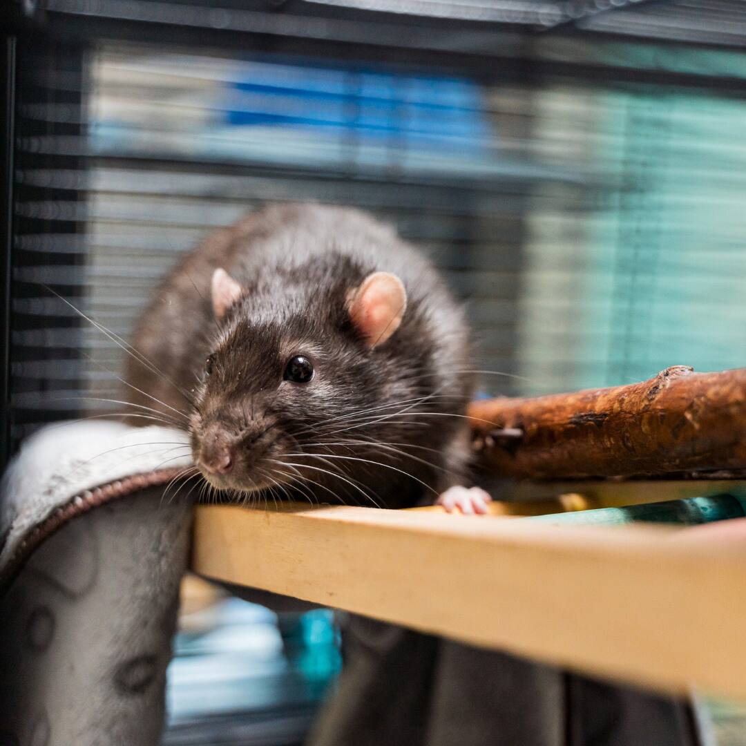 Plusieurs rats de bonne taille vous attendent à la SPCA de Montréal ...