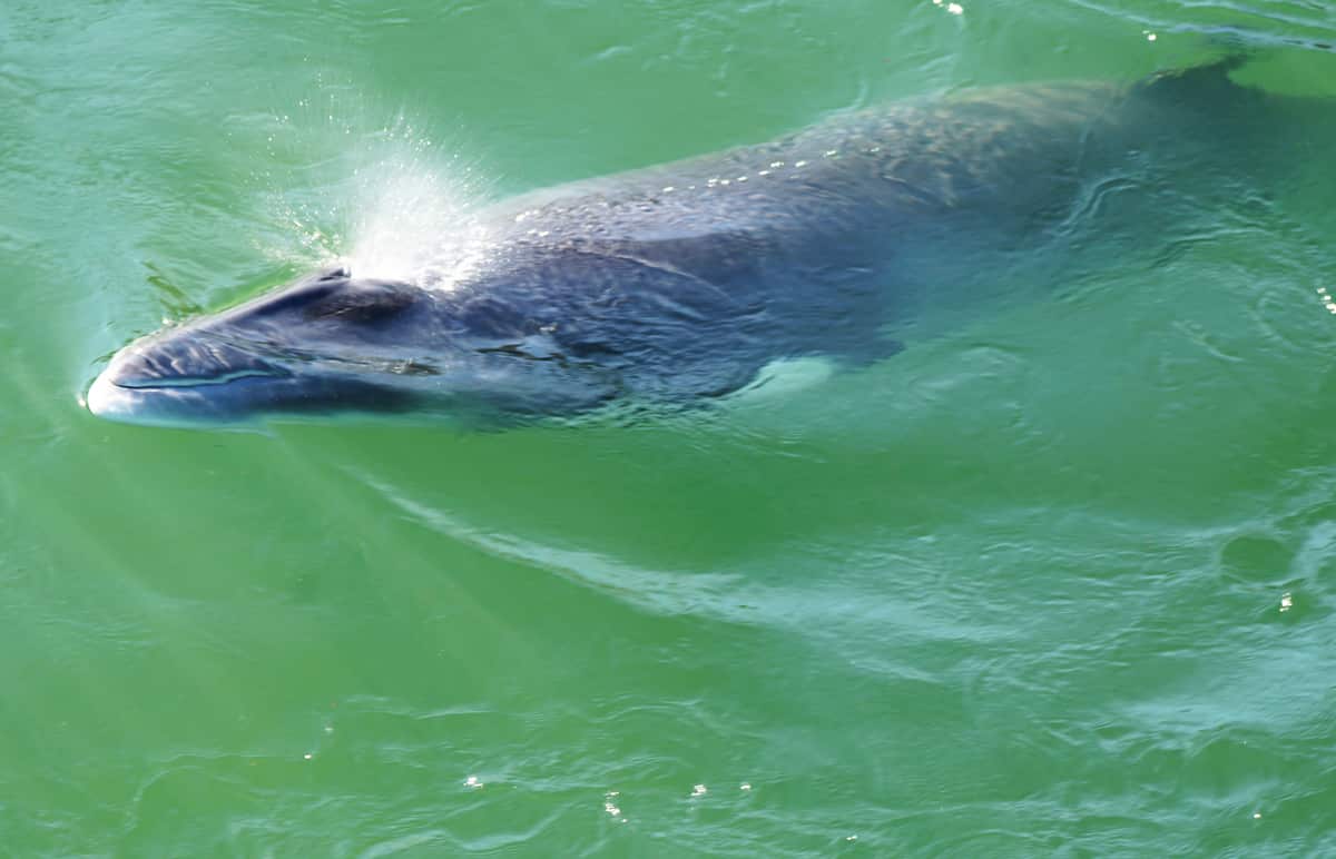 Le petit rorqual à Montréal très actif | 24 heures