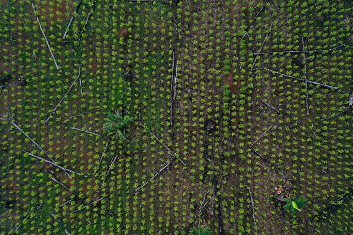 Colombie: la forêt amazonienne détenue en «otage» par la guérilla | JDQ