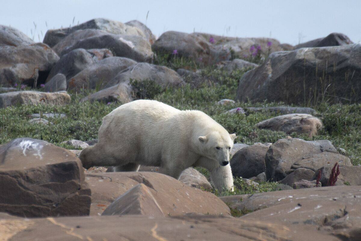 Les ours polaires risquent de mourir de faim à cause de la glace qui ...