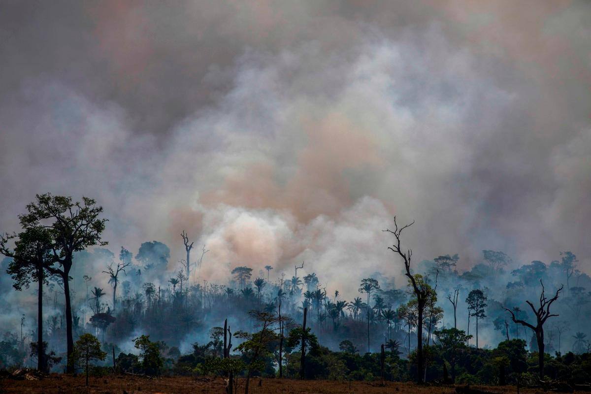 30% plus d’incendies de forêt en Amazonie en 2019 | TVA Nouvelles