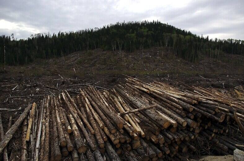 La nouvelle taxe américaine sur le bois canadien soulève des ...