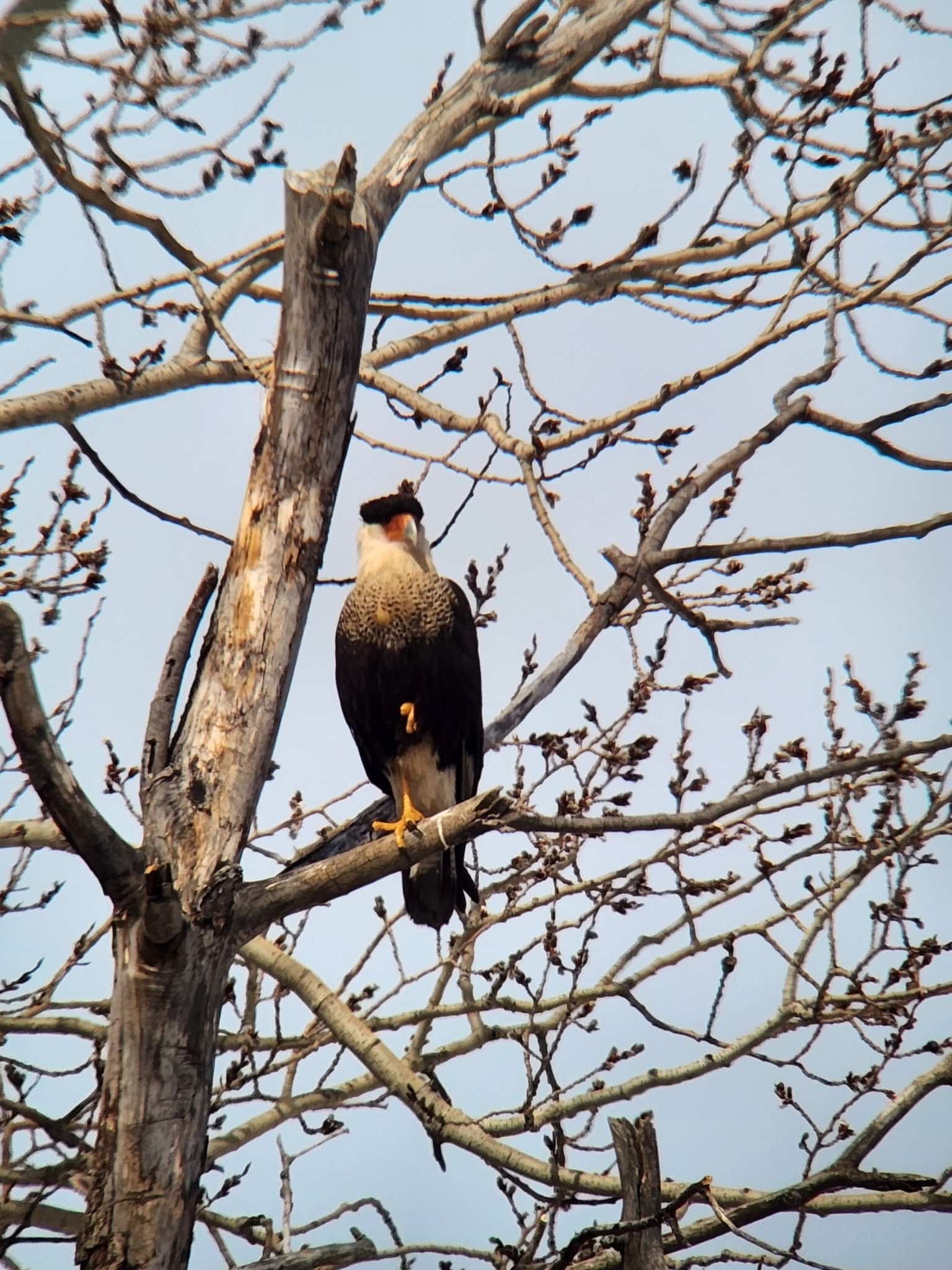 Un oiseau rare observé dans la région de Québec en fin de semaine | TVA ...