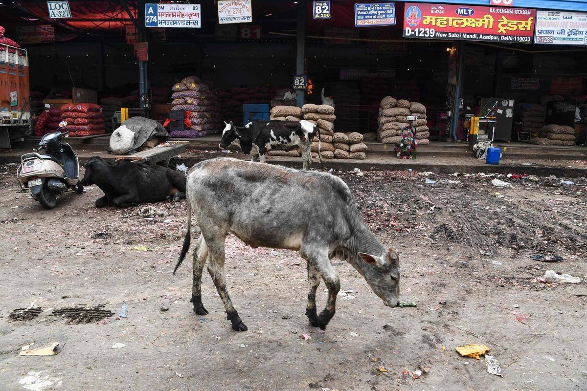 [EN IMAGES] Dans l’Inde confinée, les animaux s’approprient les rues | JDM