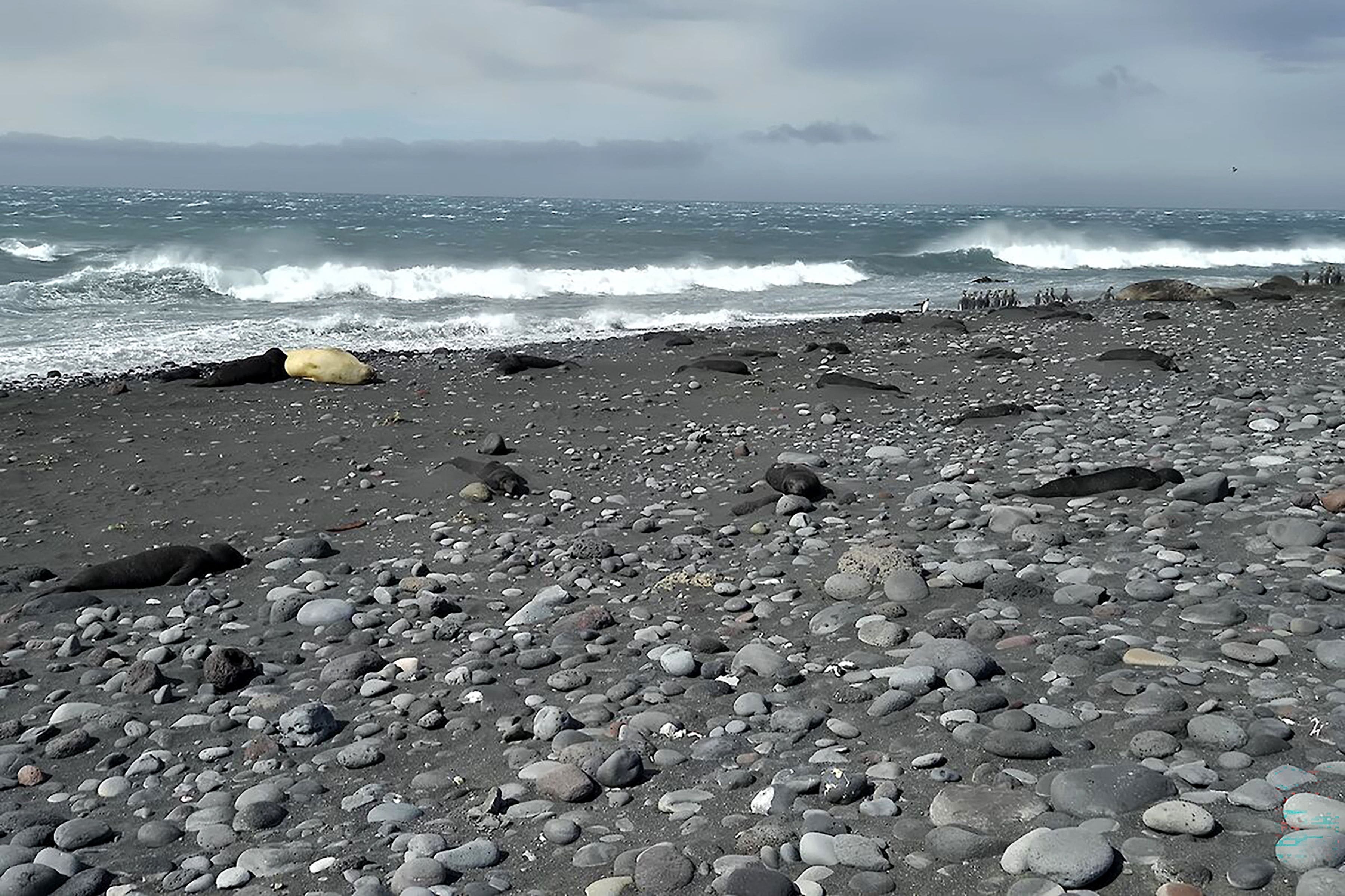 Grippe aviaire: 13 000 petits d'éléphants de mer morts sur une île ...