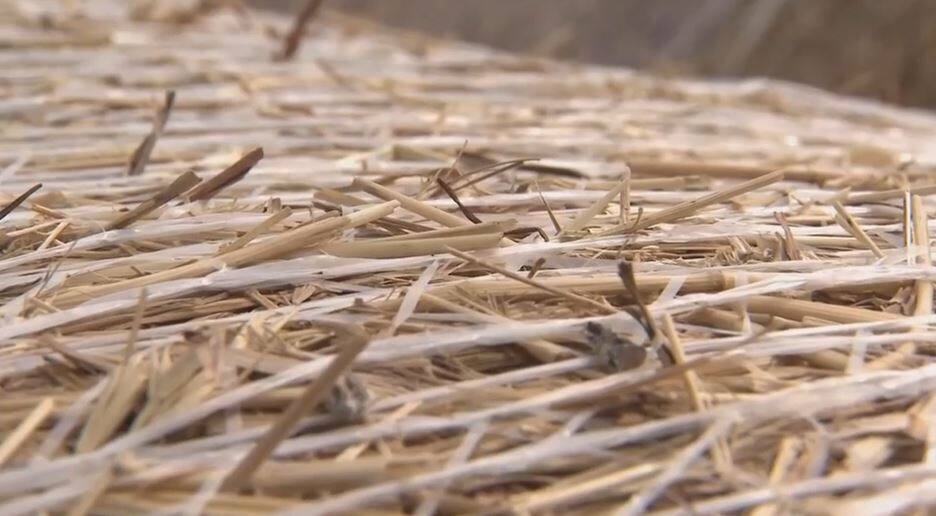 Le temps sec donne des maux de tête aux agriculteurs | JDM