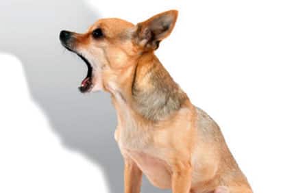 Comment empêcher son chien de japper tout le temps | Coup de pouce