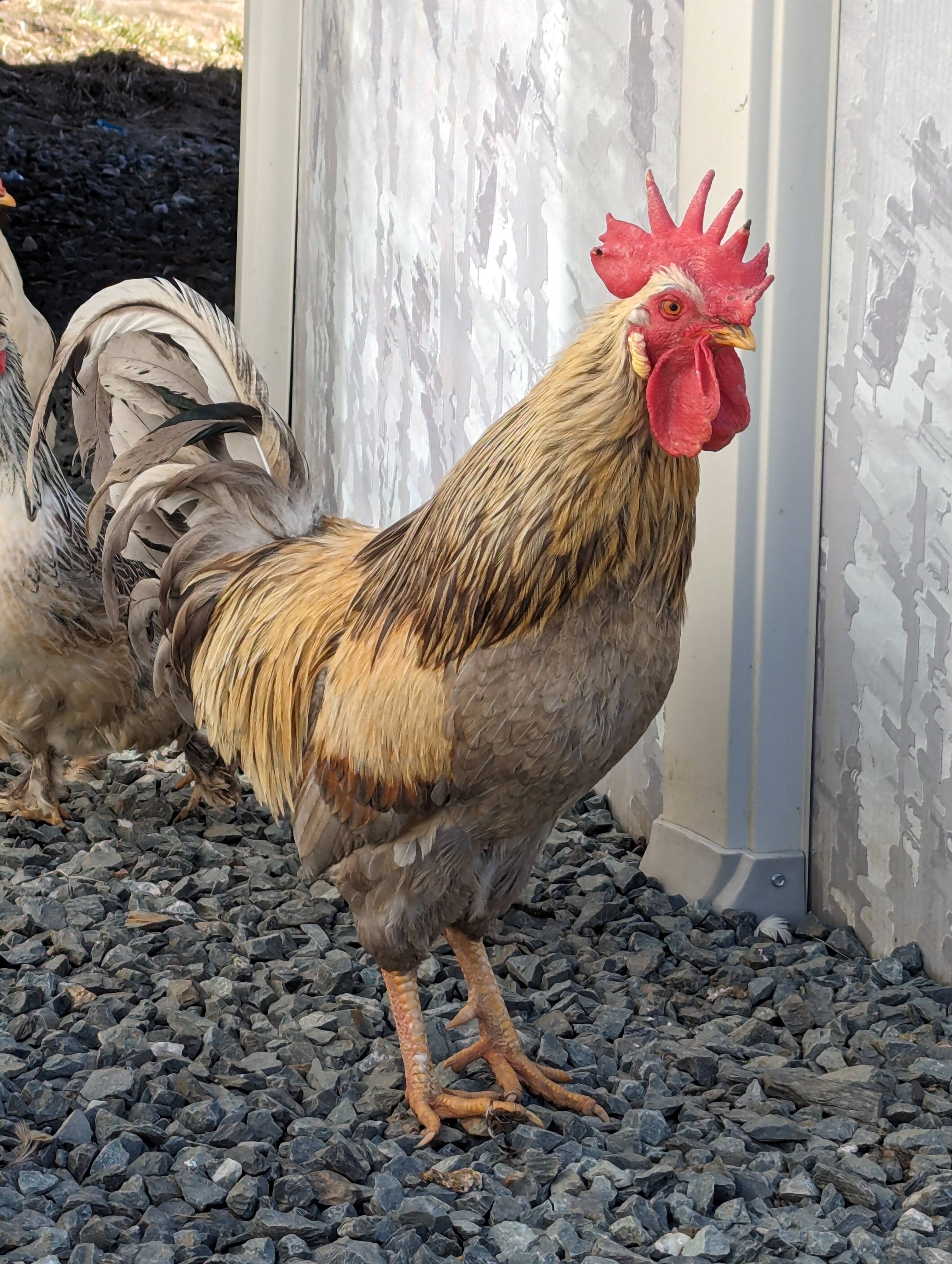 Des coqs ont chanté quand leur habitat a été plongé dans le noir durant l’éclipse | JDQ