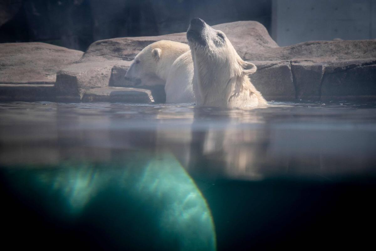 Un orso polare è stato fulminato allo zoo di Copenaghen