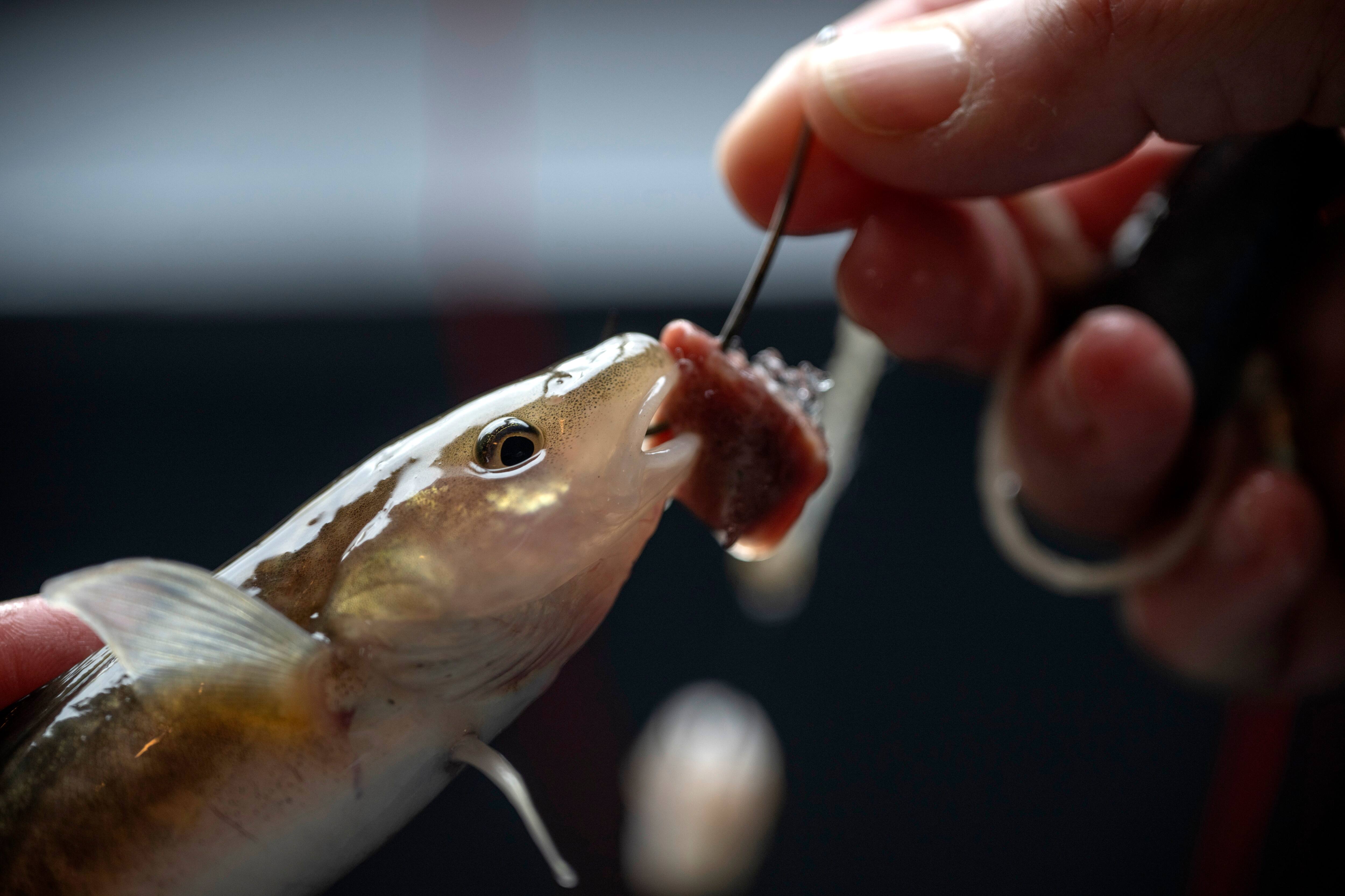 Des menaces planent sur les petits poissons des chenaux | JDM
