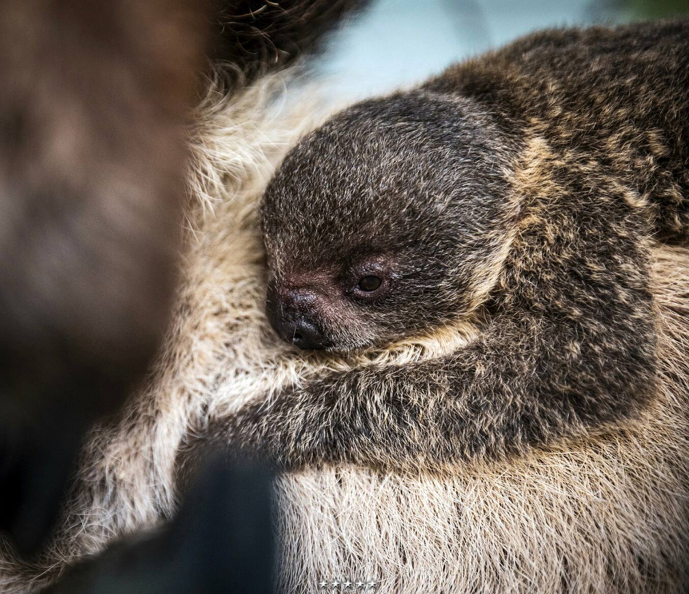 Naissance d’un paresseux à Granby | Le Journal de Montréal