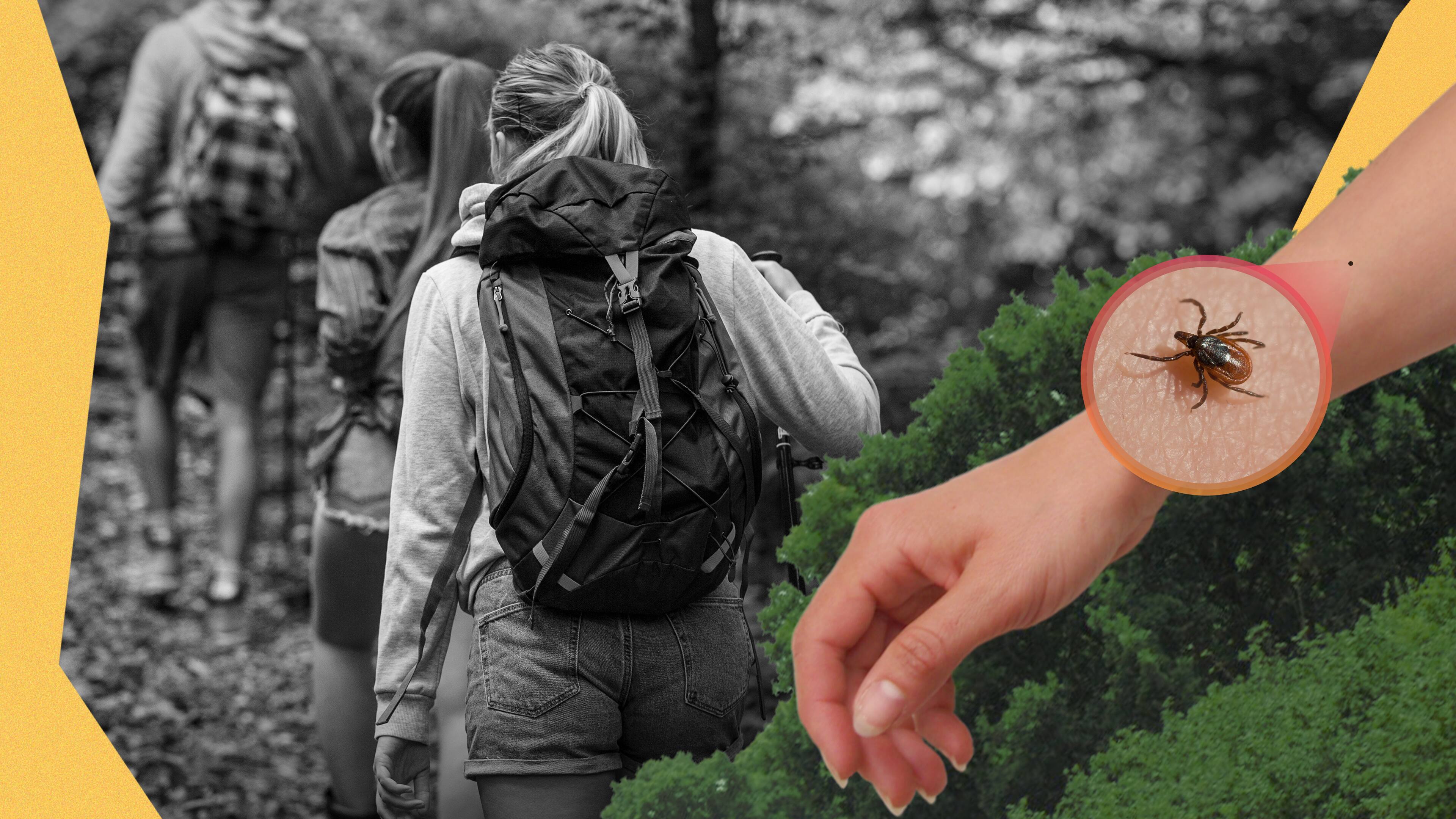 Piqûre de tique : voici comment la reconnaître et quoi faire pour ...