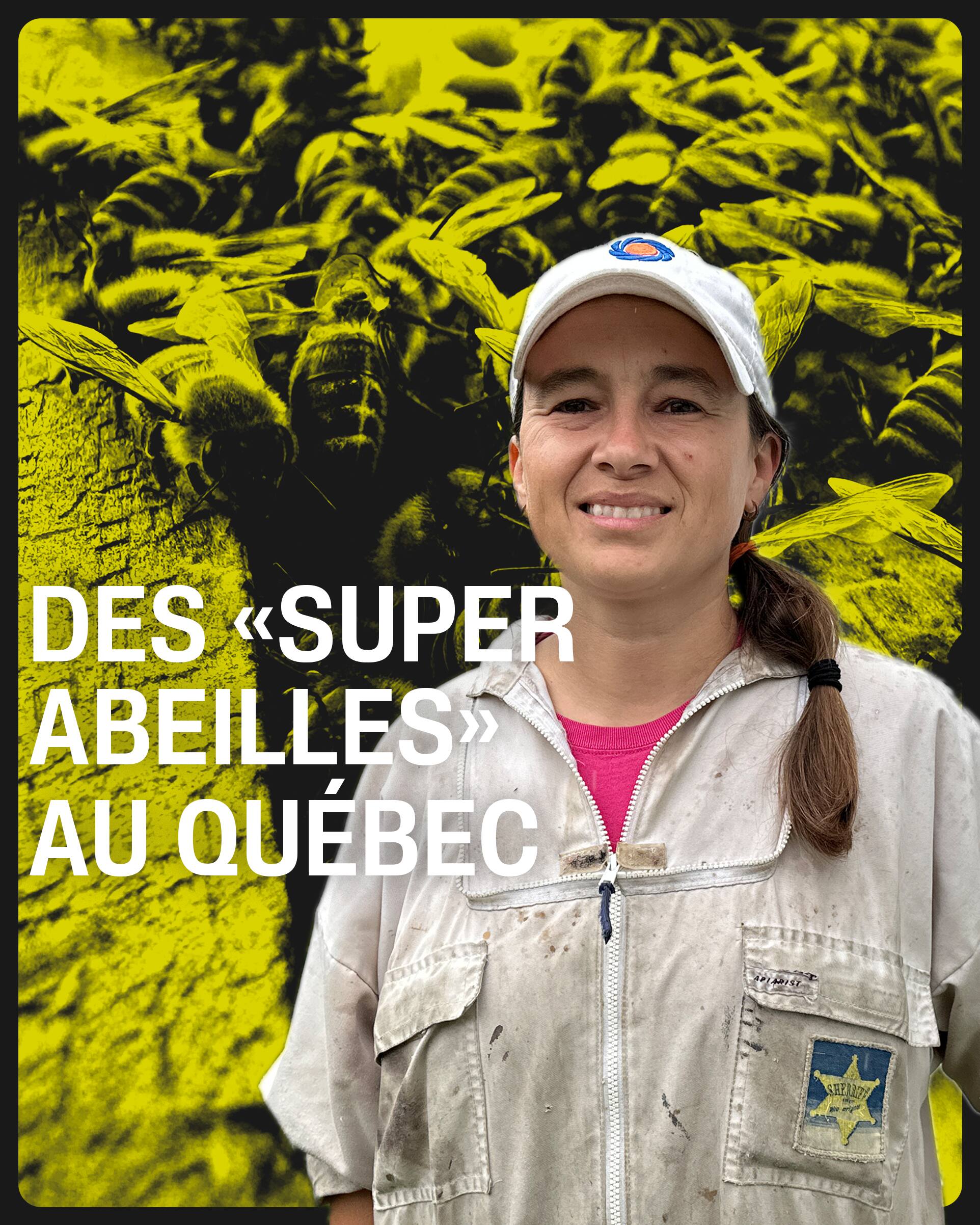 Des apiculteurs veulent créer une abeille qui résiste à l'hiver ...
