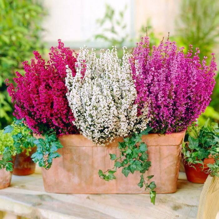 Ces jolies fleurs sont parmi les premières à fleurir au printemps | JDQ