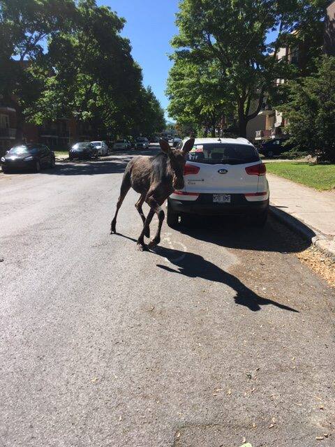 [VIDÉO] Un orignal en visite dans la Haute-Ville de Québec | TVA Nouvelles