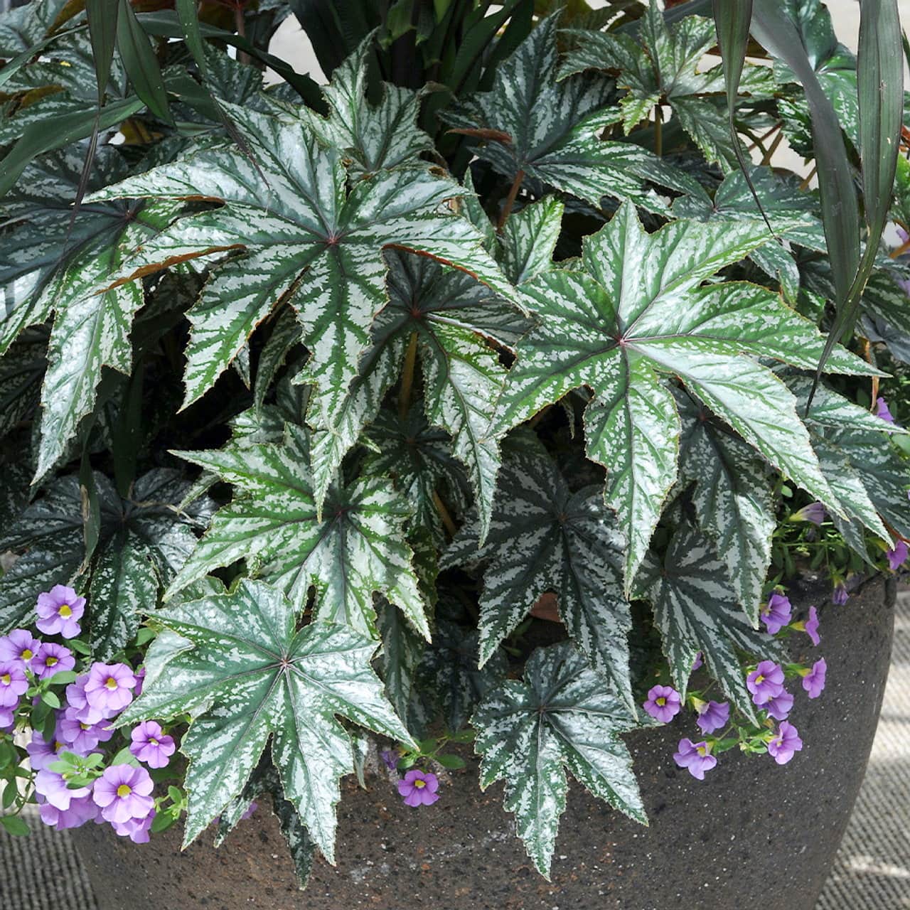 Bégonias: des plantes magnifiques et faciles à cultiver à l’intérieur | JDM