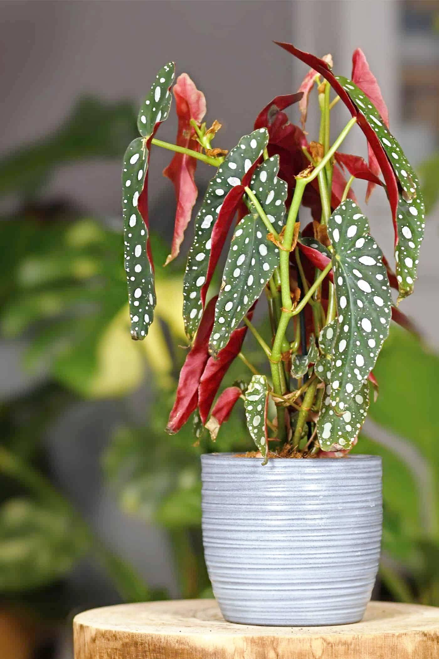 Bégonias: des plantes magnifiques et faciles à cultiver à l’intérieur | JDM