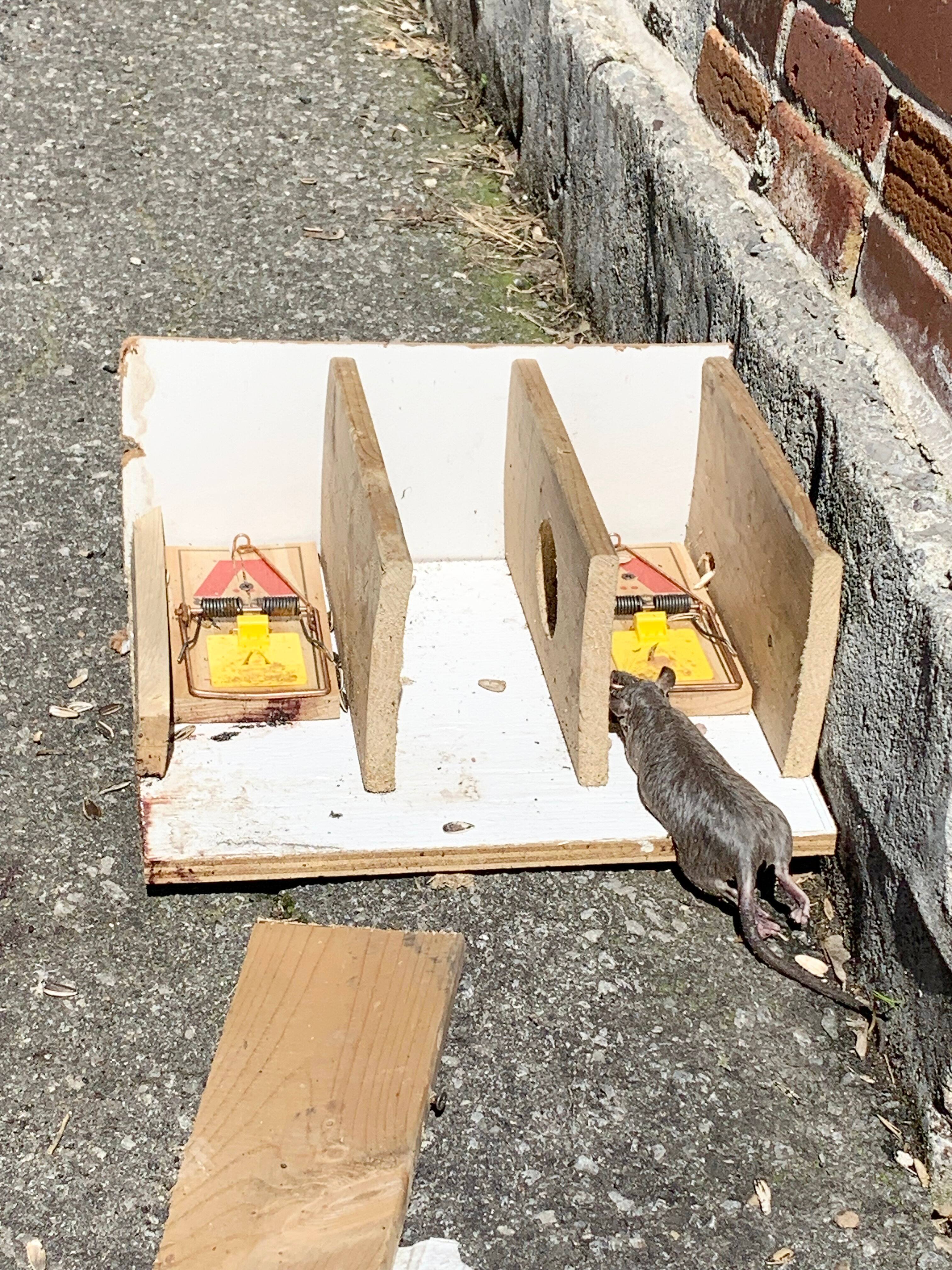 «C’est dégueulasse»: leur ruelle verte est une «autoroute» à rats | JDM