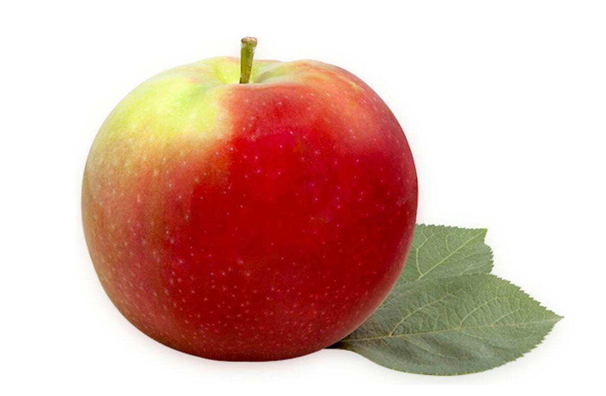 Chaque pomme a son usage ! | Le Journal de Québec