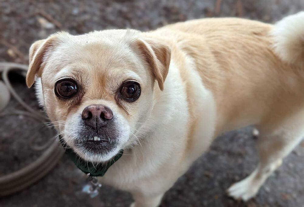 Le charme sans égal de Méo : un chien qui fait sourire | Salut Bonjour