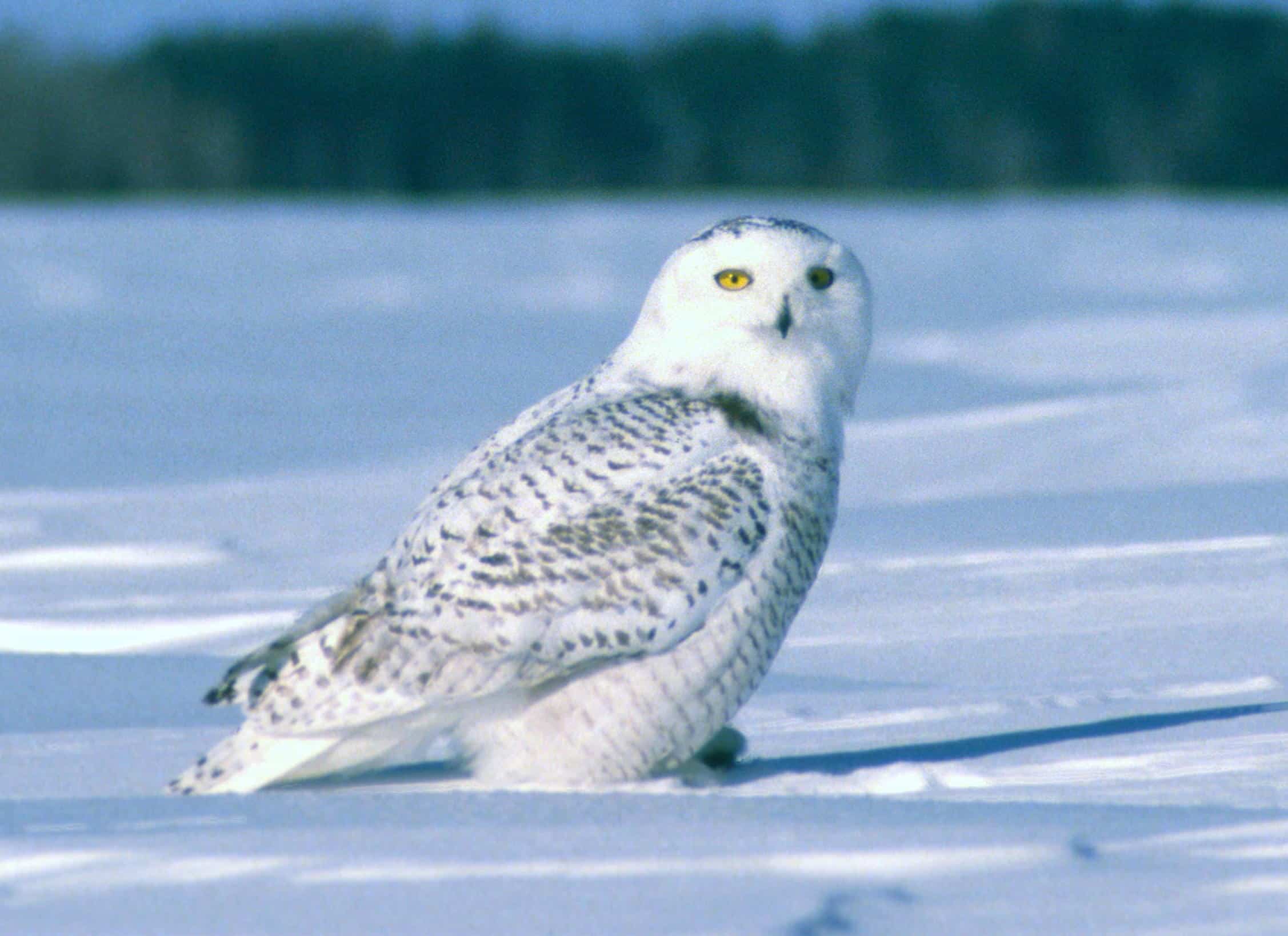 Le harfang des neiges désigné espèce «menacée» | TVA Nouvelles