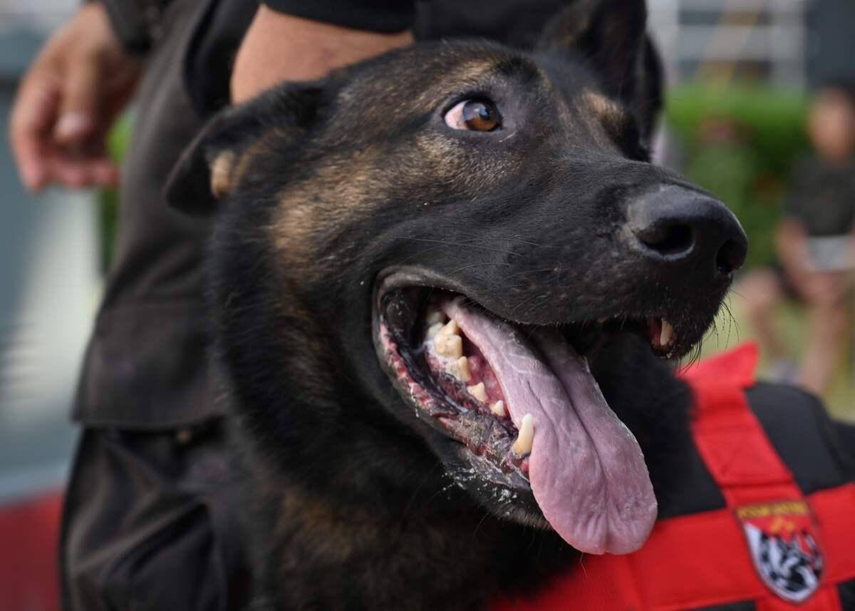 Au Royaume-Uni, des chiens dressés à flairer le coronavirus | JDM