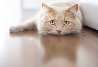 Doit-on faire dégriffer son chat? | Coup de pouce