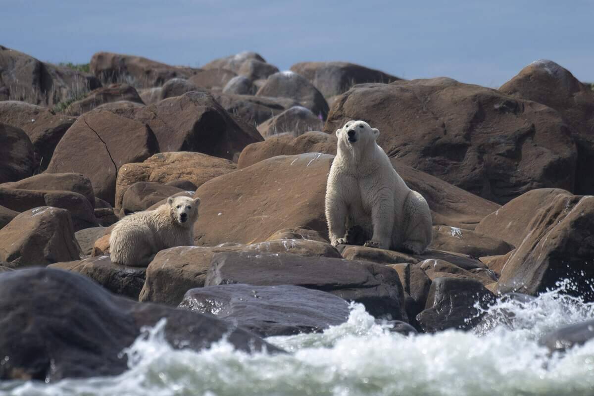 Les ours polaires risquent de mourir de faim à cause de la glace qui ...