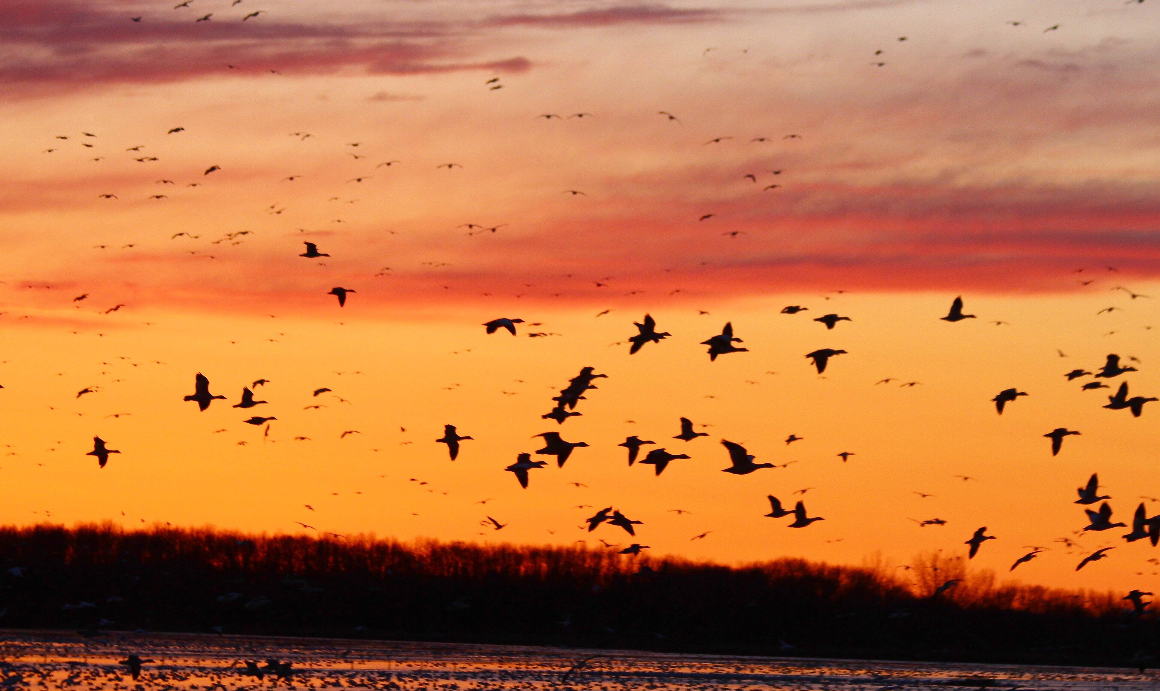 Le ballet des oies des neiges à Baie-du-Febvre entre la route 132 et le ...