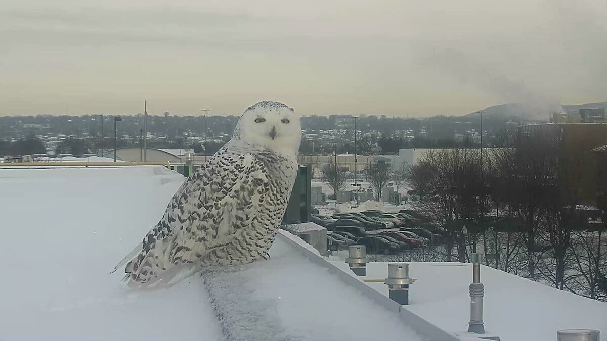 Un magnifique harfang des neiges prend la pose sur le toit d’ExpoCité | JDQ