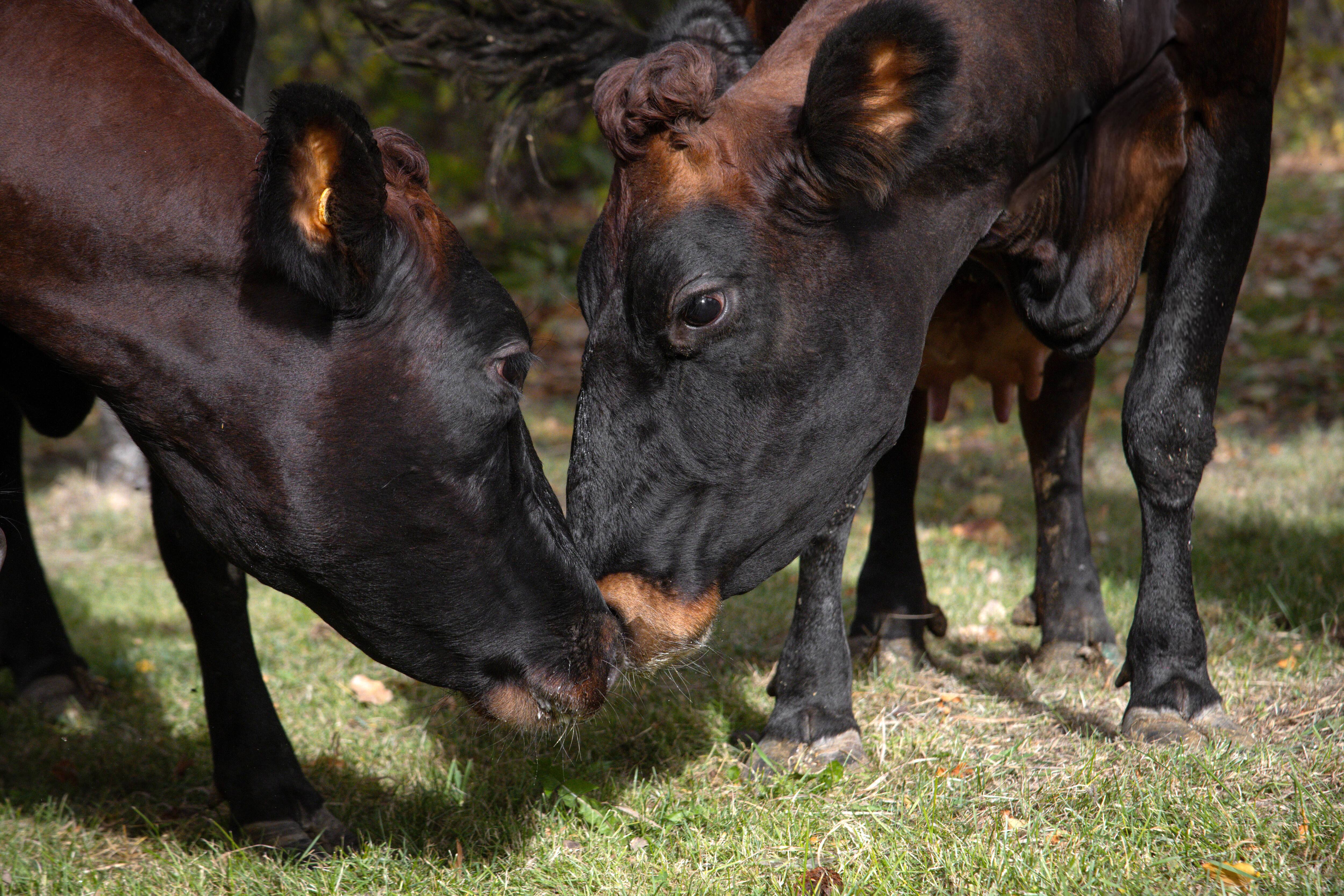 Il faut sauver la vache canadienne, presque disparue, qui donne un lait ...