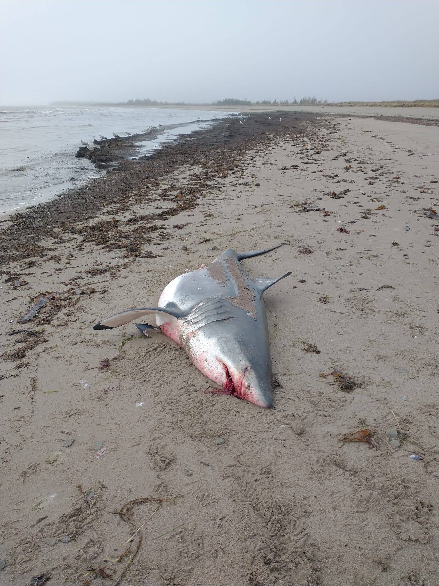Un requin blanc retrouvé échoué sur les côtes du golfe du Saint-Laurent ...