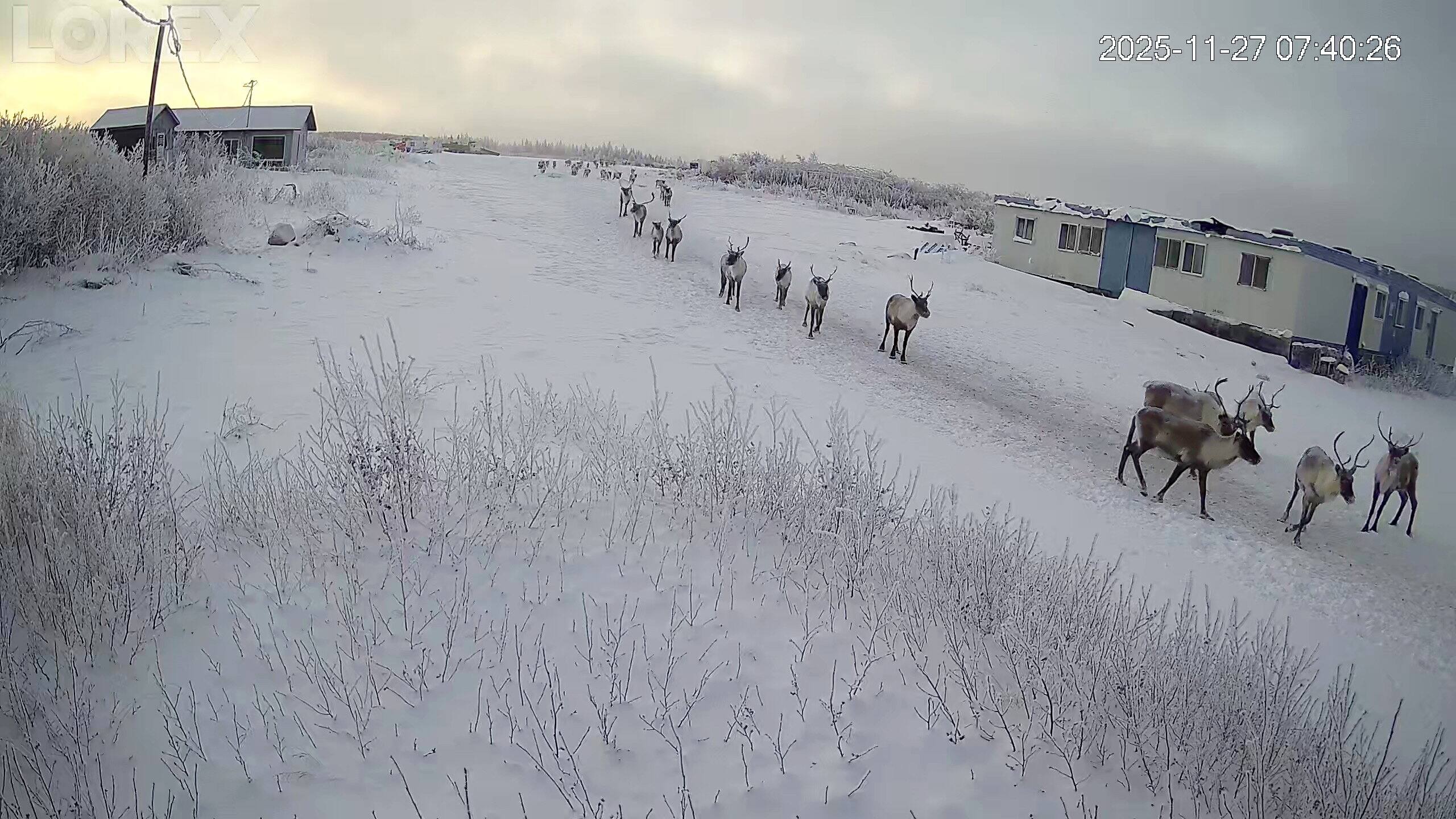Espèce menacée et vulnérable: une imposante harde de caribous à ...