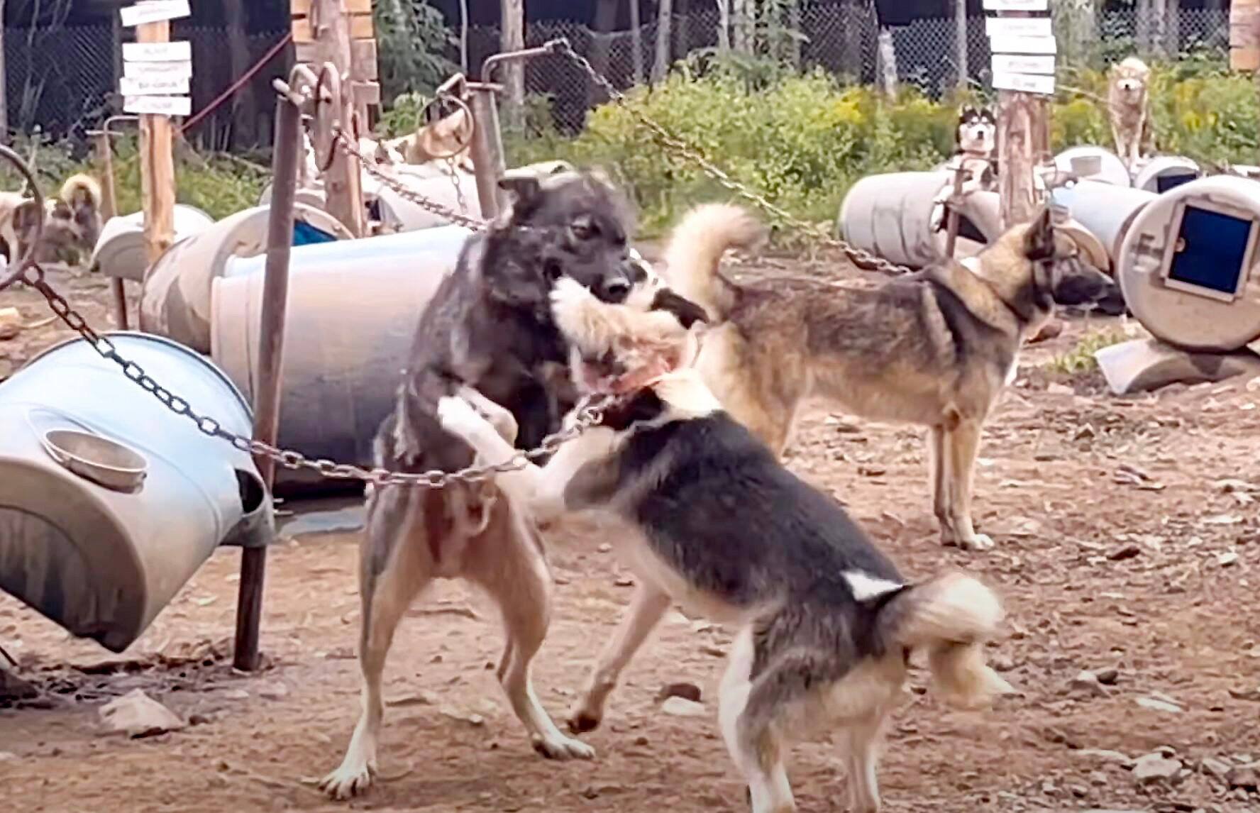 Élevage clandestin: elle vit avec 70 chiens dans son minuscule ...