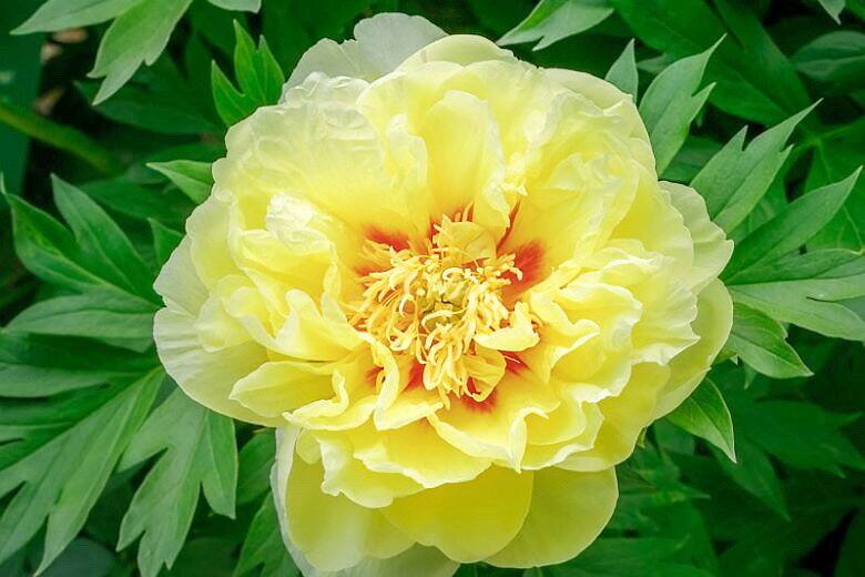 Neuf pivoines spectaculaires qu’il faut absolument avoir vu ou senti ...