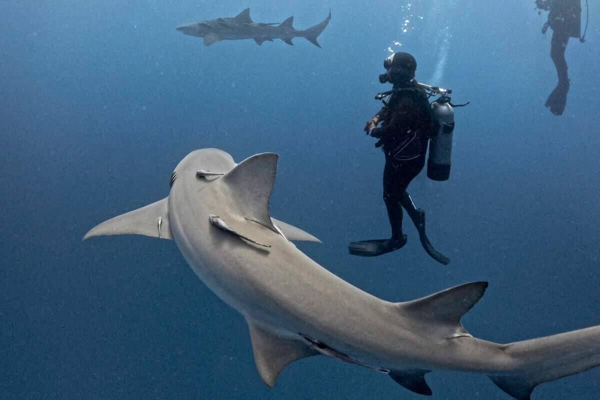 En Floride, les chercheurs veulent redorer l'image du requin | JDM