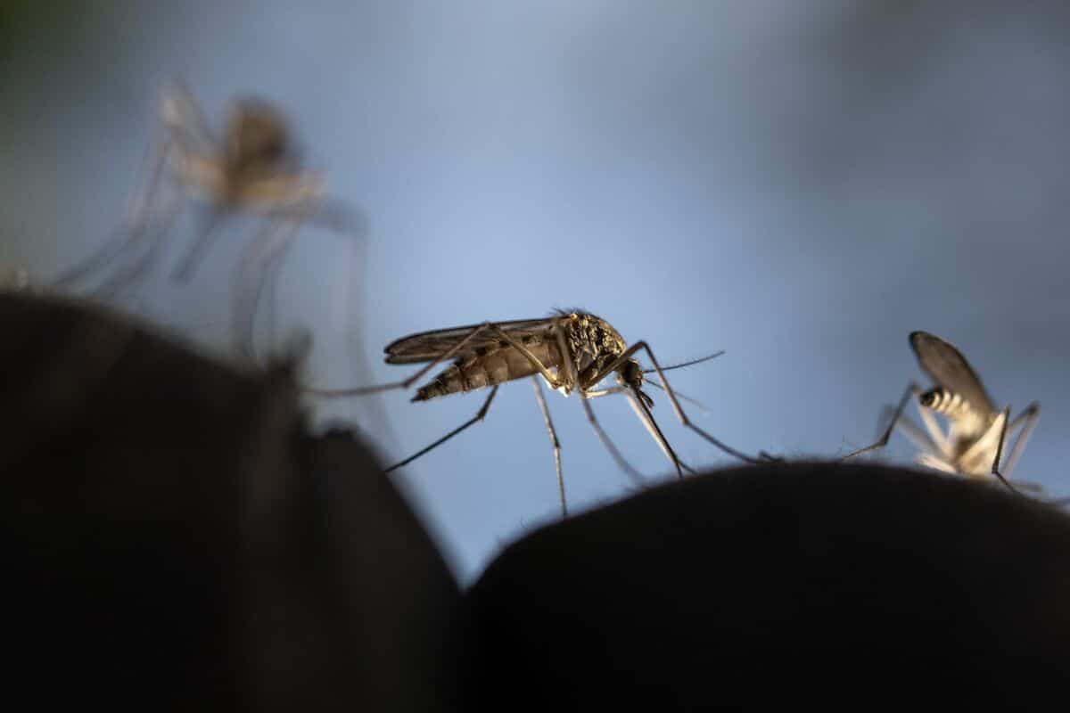 Des maringouins provoquent les premiers cas de malaria en 20 ans aux ...